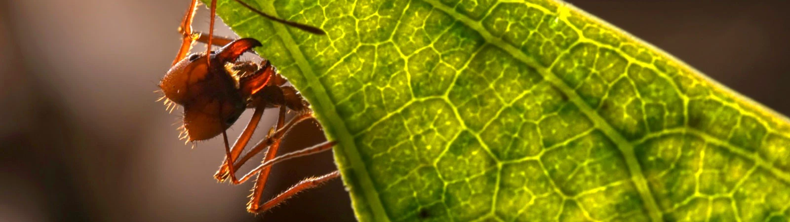 The Amazon Rainforest Travel Guide