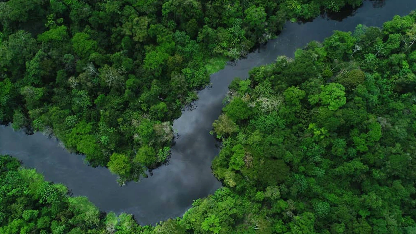 The Amazon Rainforest Travel Guide